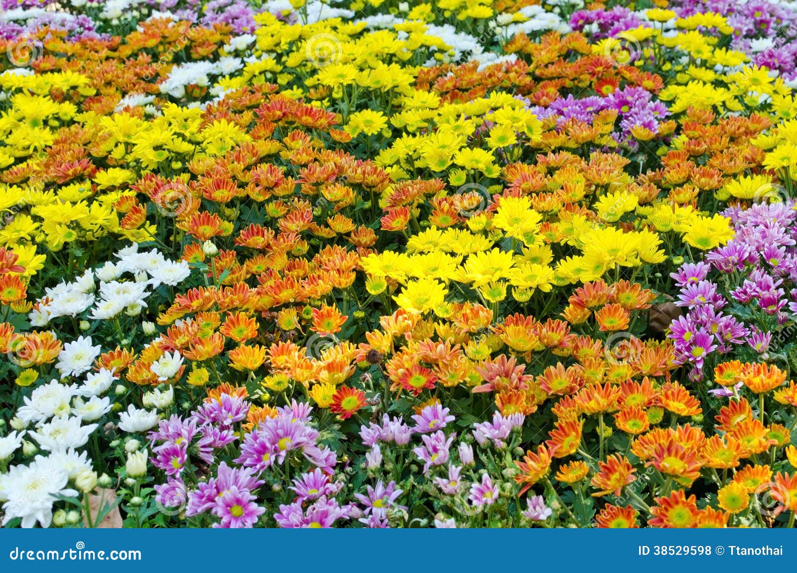 Beautiful Flowers of Chrysanthemums in Garden Stock Photo - Image of ...