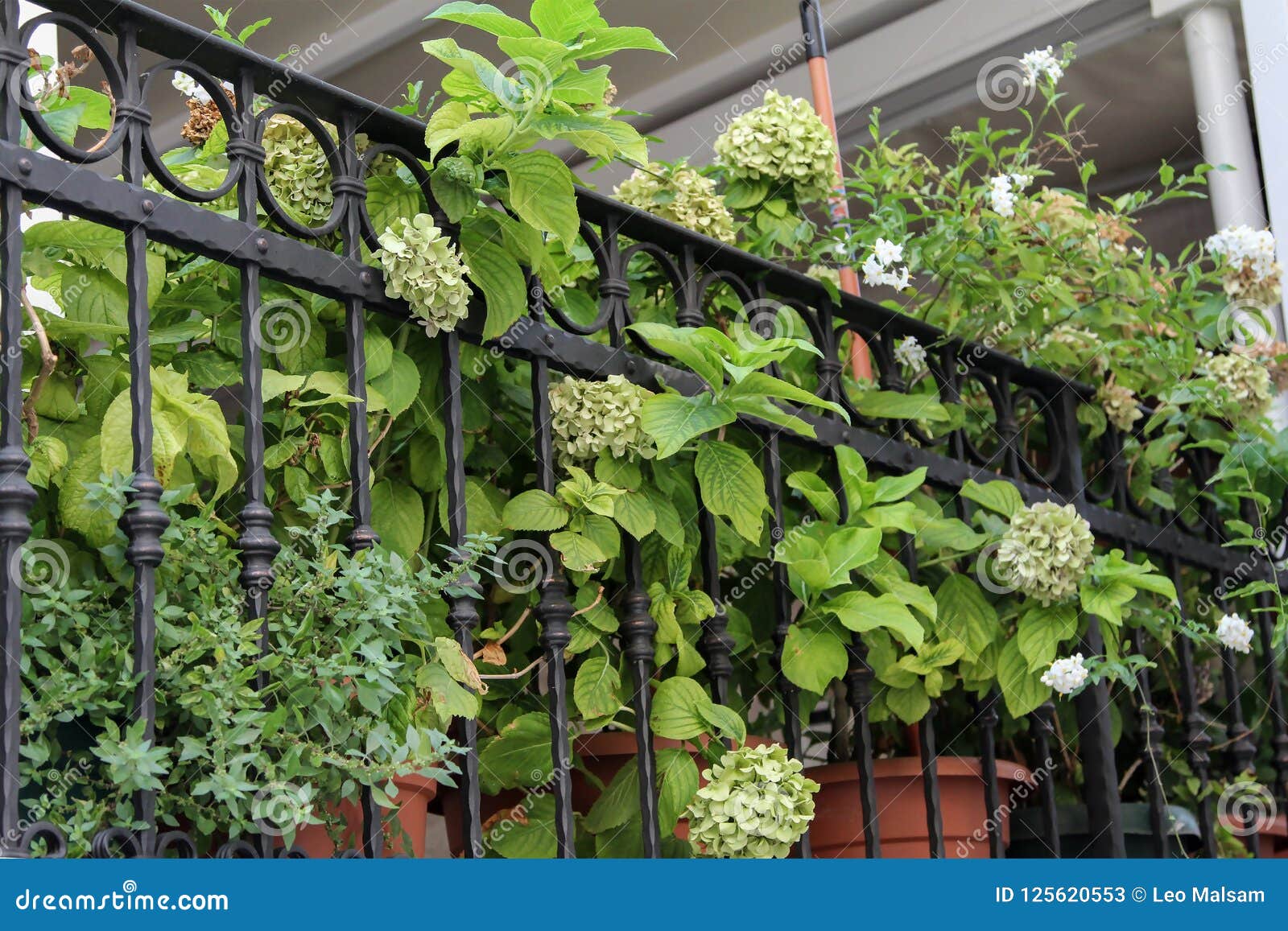 Beautiful Flowers in the City Stock Image - Image of shallow, city ...