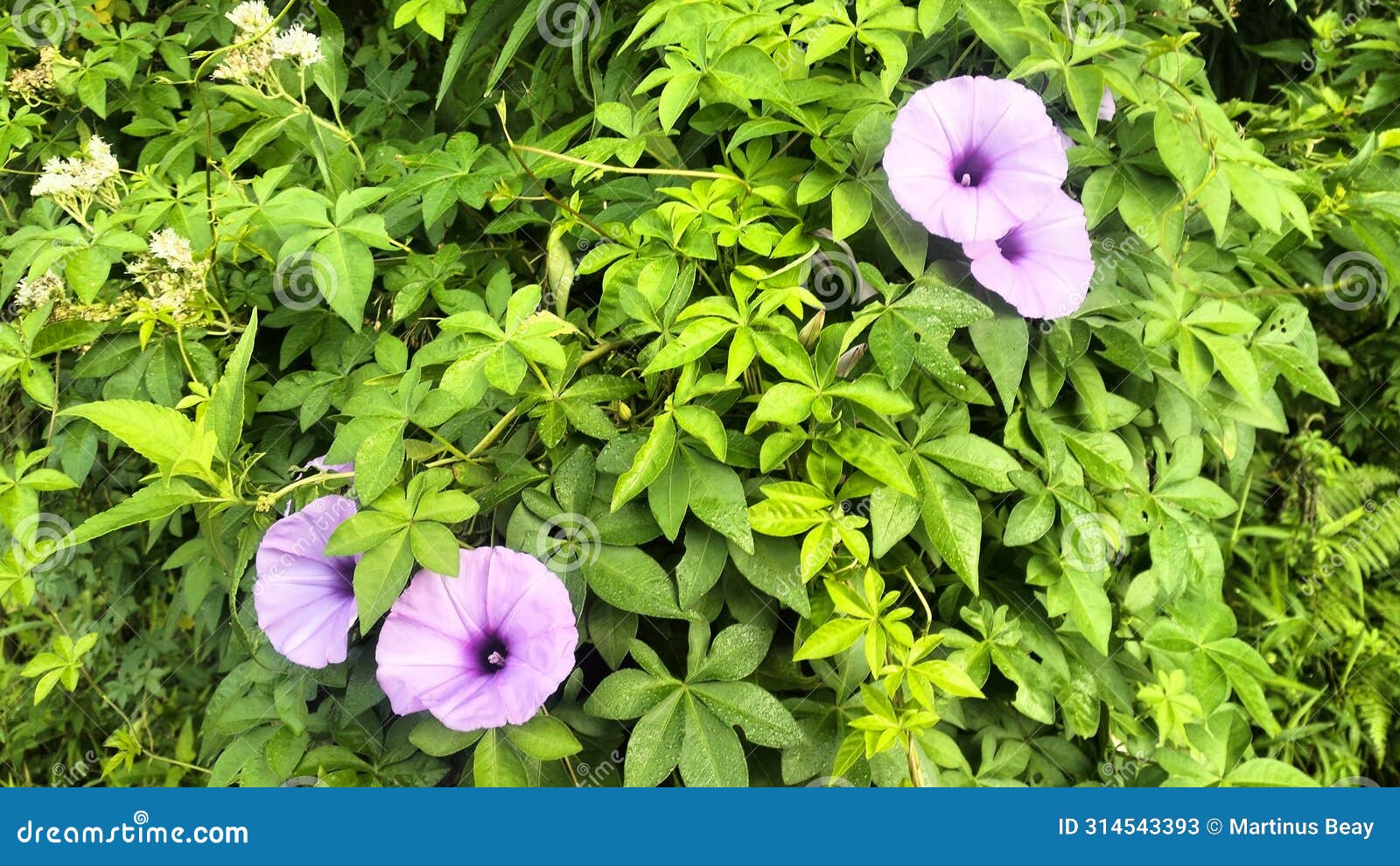 Beautiful Flowers, Cool Ornamental Plants in the Forests of Central ...