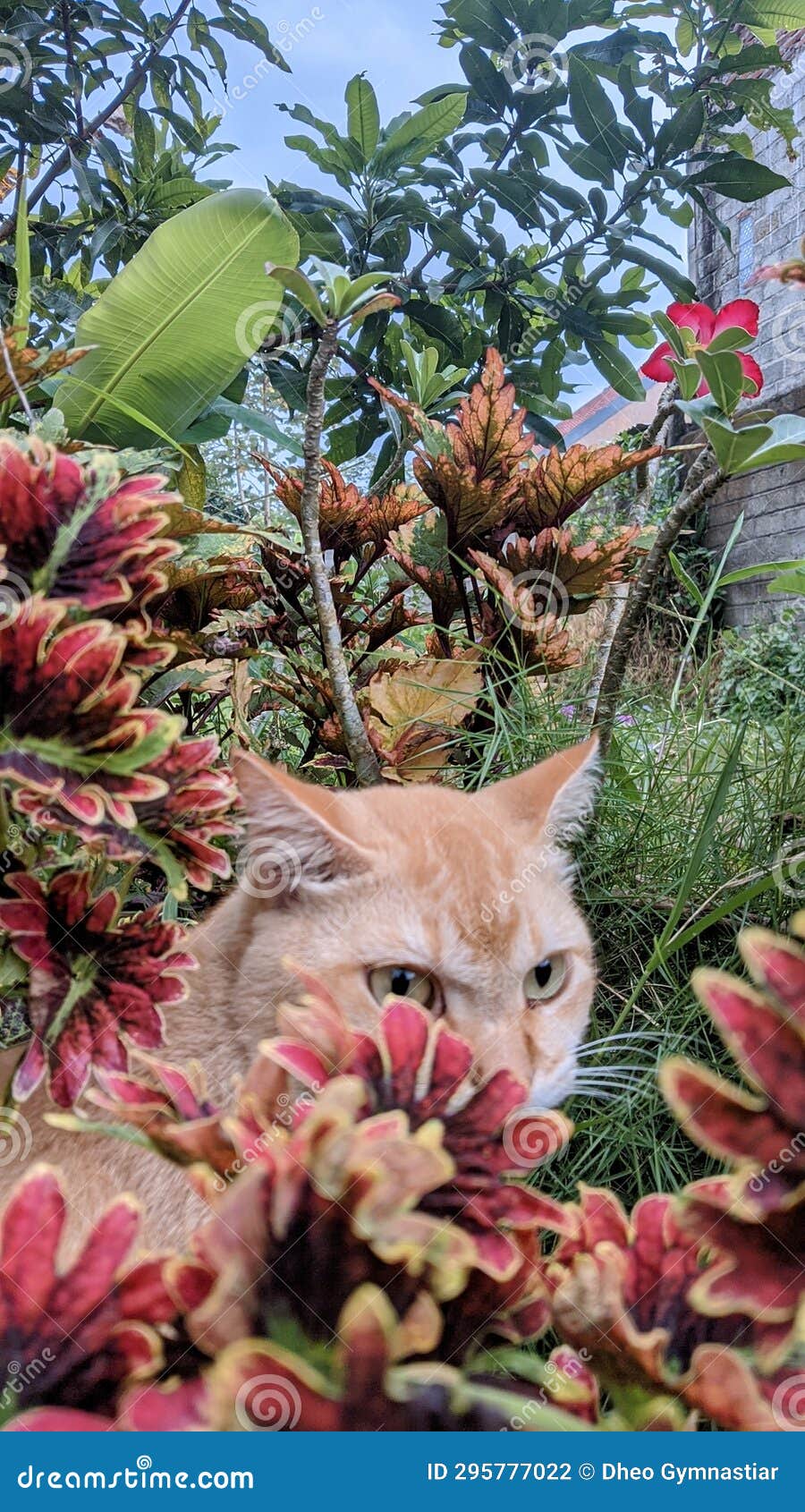 Beautiful Flowers and Cute Cats in the Garden Stock Photo - Image of ...