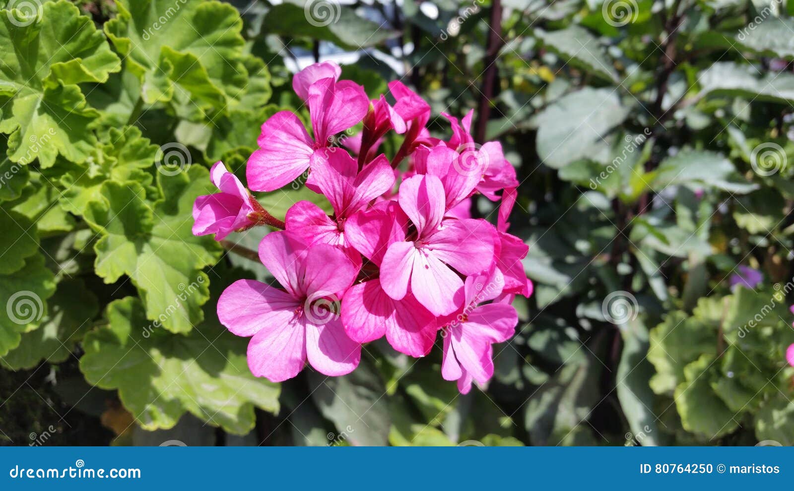 The Beautiful Flowers in Cyprus Stock Photo - Image of color, shrubby ...