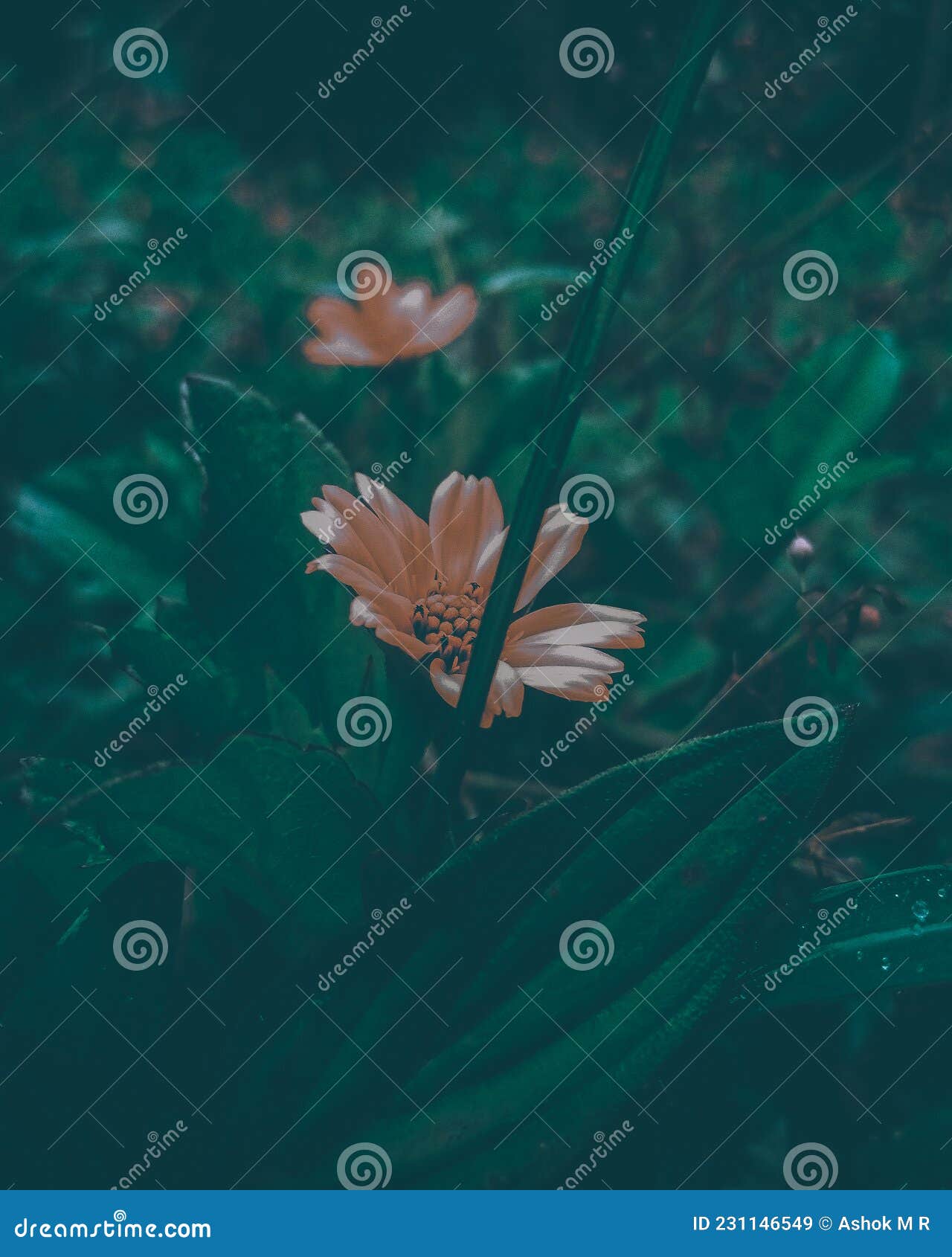 Beautiful Flowers at Dark Forests Stock Image - Image of screenshot ...