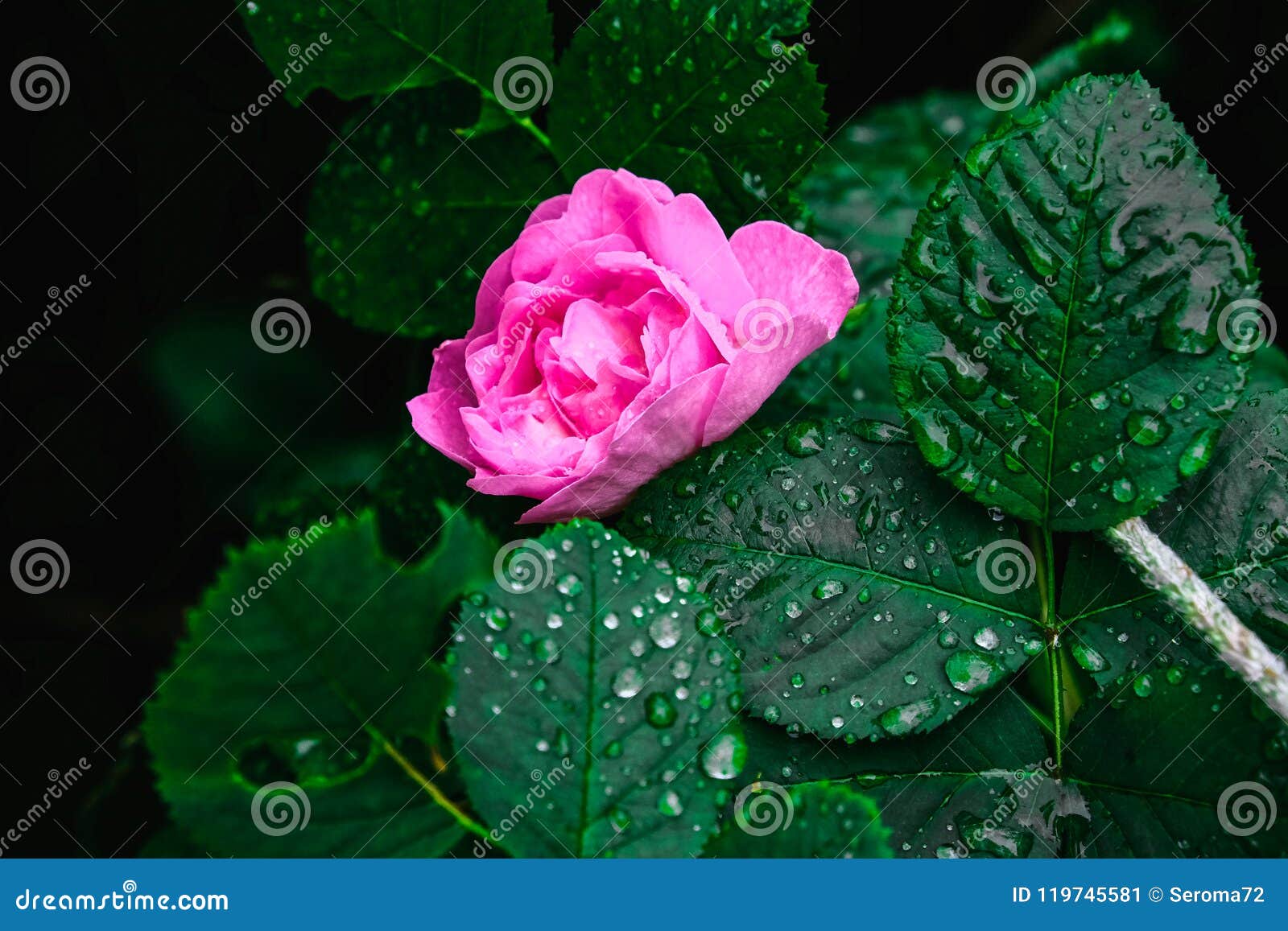 Beautiful Flowers with Drops on the Leaves Stock Image - Image of ...