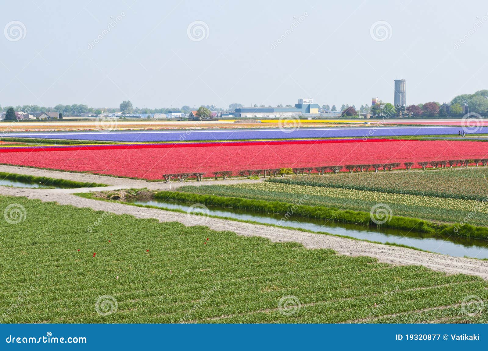 Beautiful Flowers on a Farm Stock Image - Image of keukenhof, farm ...