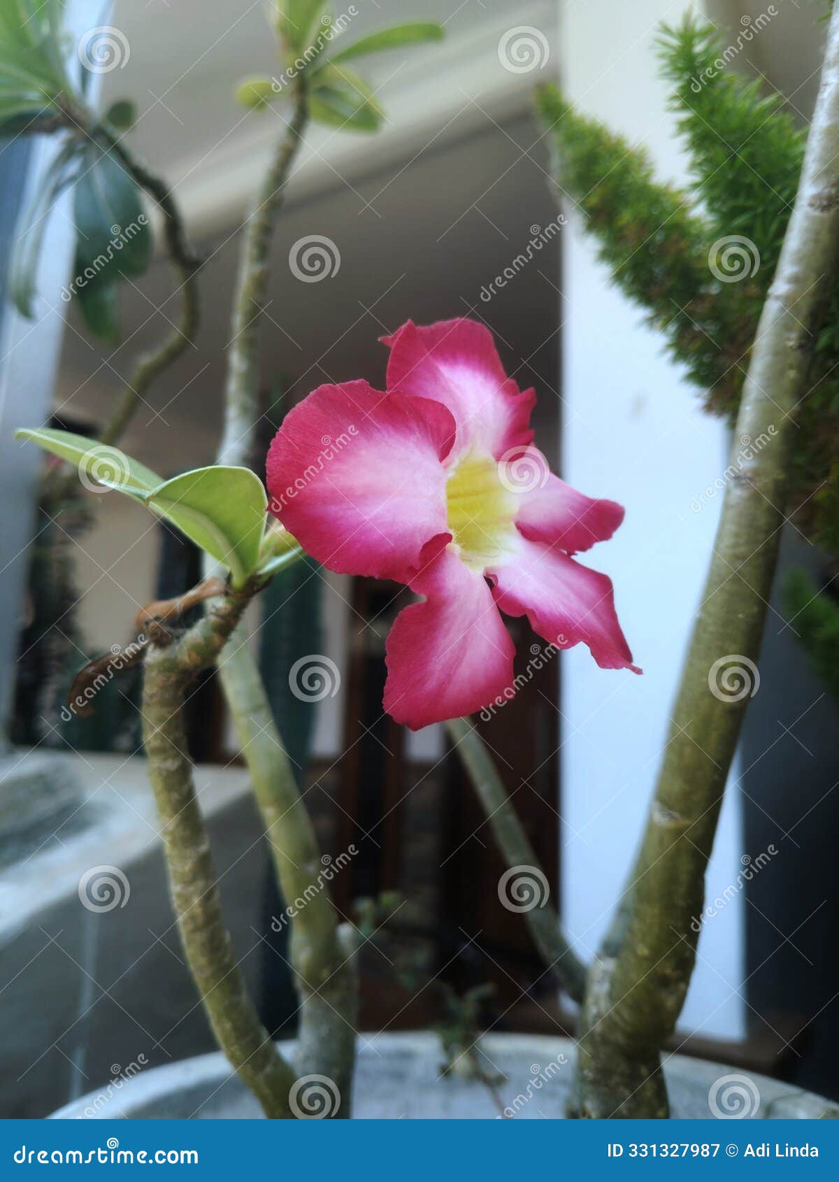 Beautiful Flowers in the Field, Beautiful Flowers and Very Attractive ...