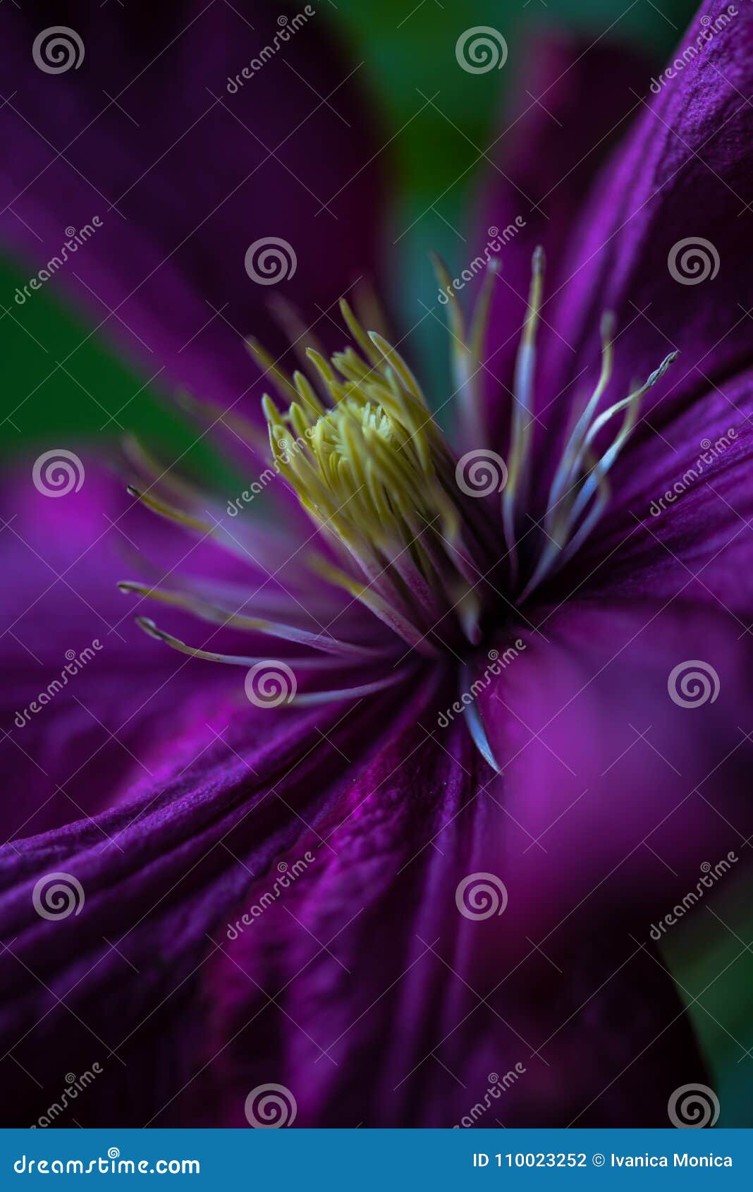 Beautiful flowers stock photo. Image of countryside - 110023252