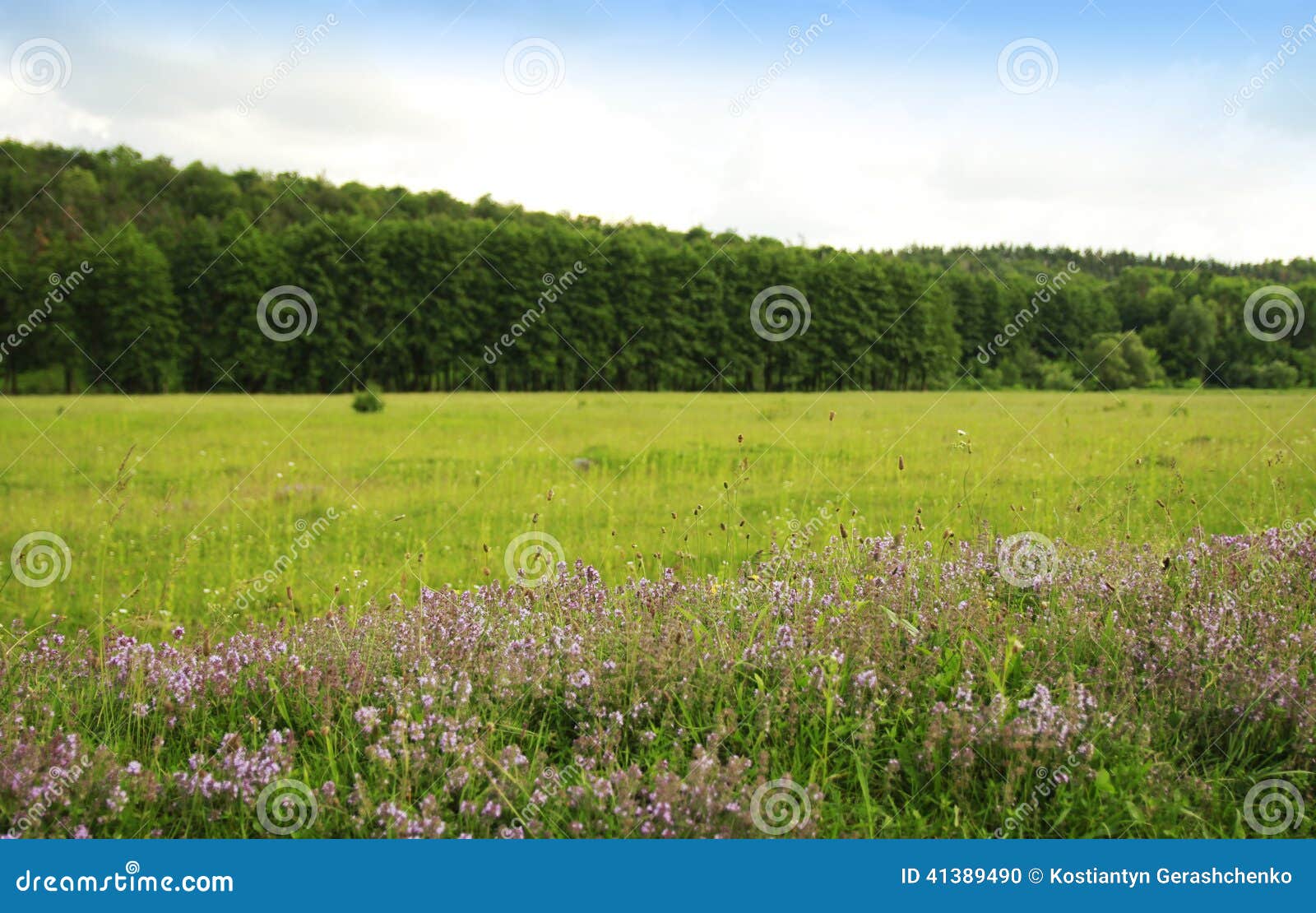 Beautiful Flowers Forest and Sky in Nature Stock Photo - Image of meals ...
