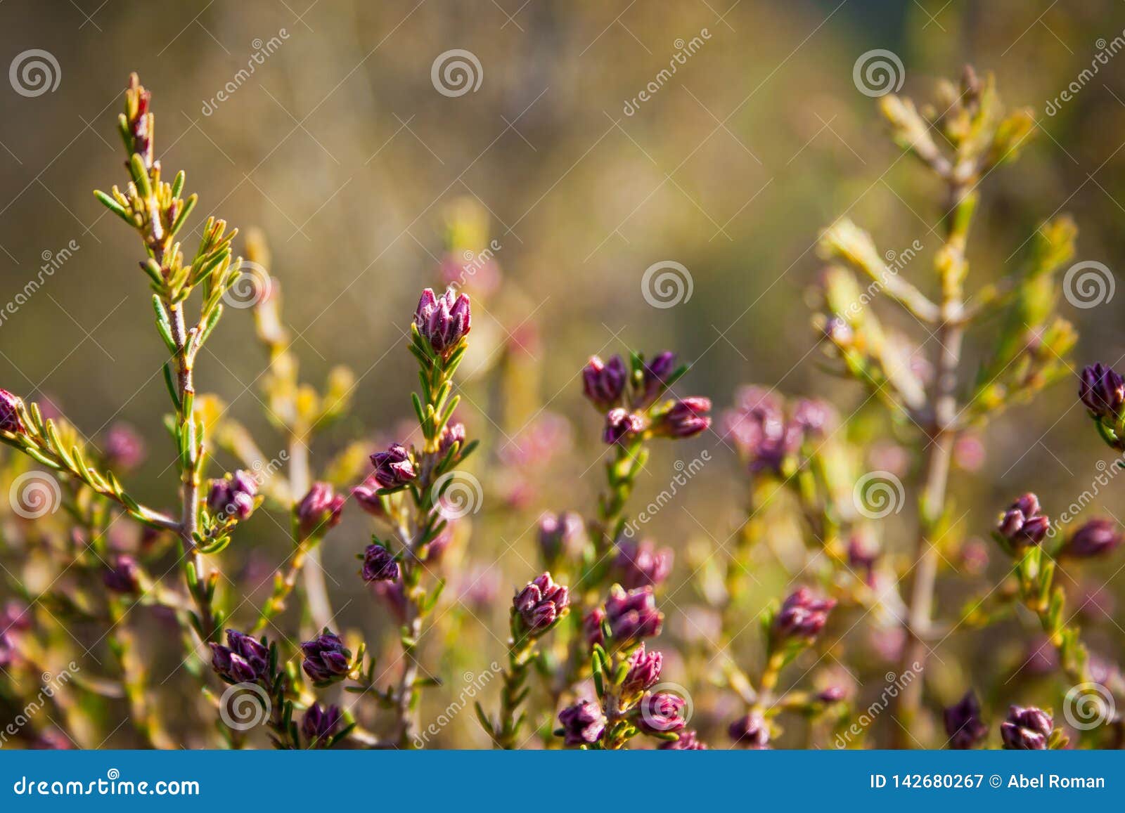 Spring begins with flowers stock image. Image of aroma - 142680267