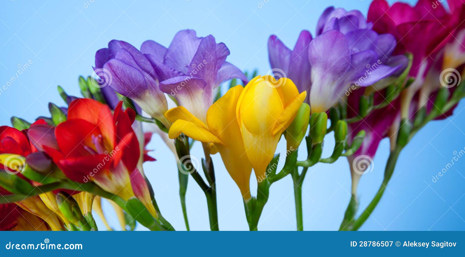 Beautiful Flowers of Freesia Stock Image - Image of flower, nature ...