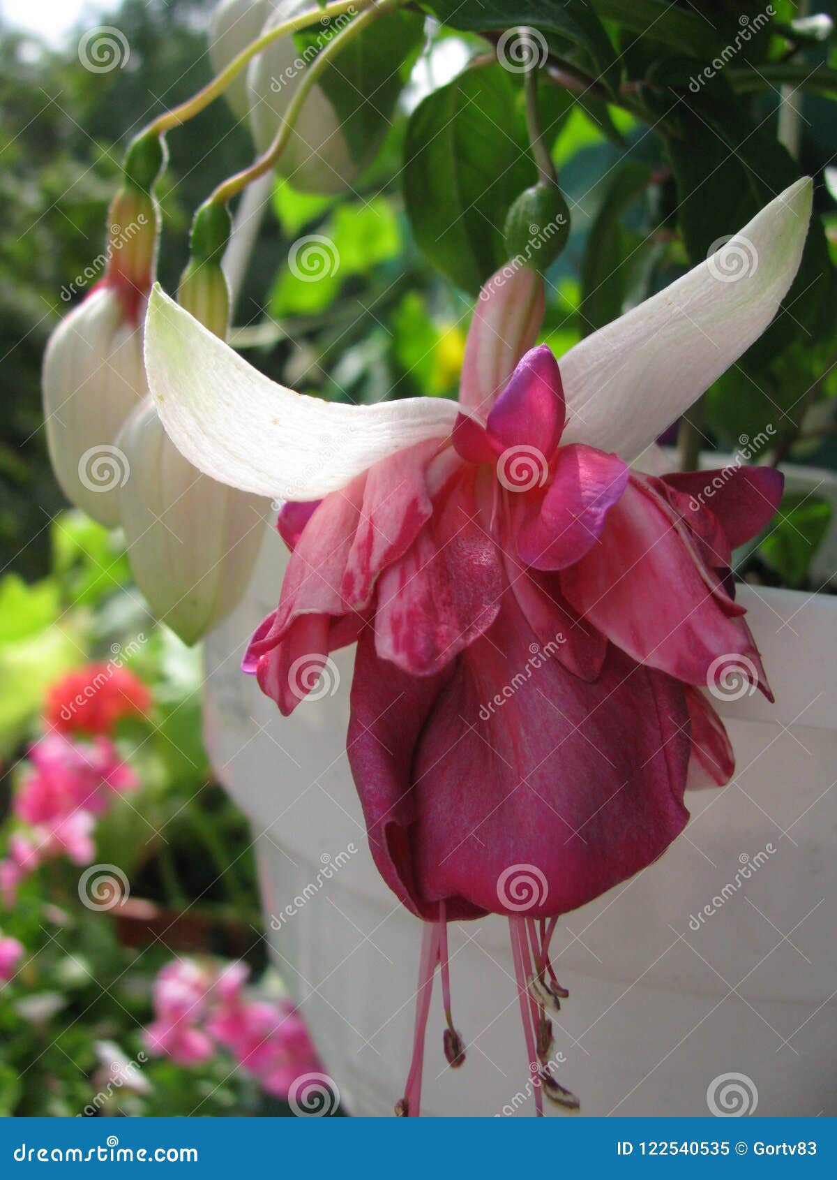 Beautiful Flowers of Fuchsia David Lockyer Stock Image - Image of ...