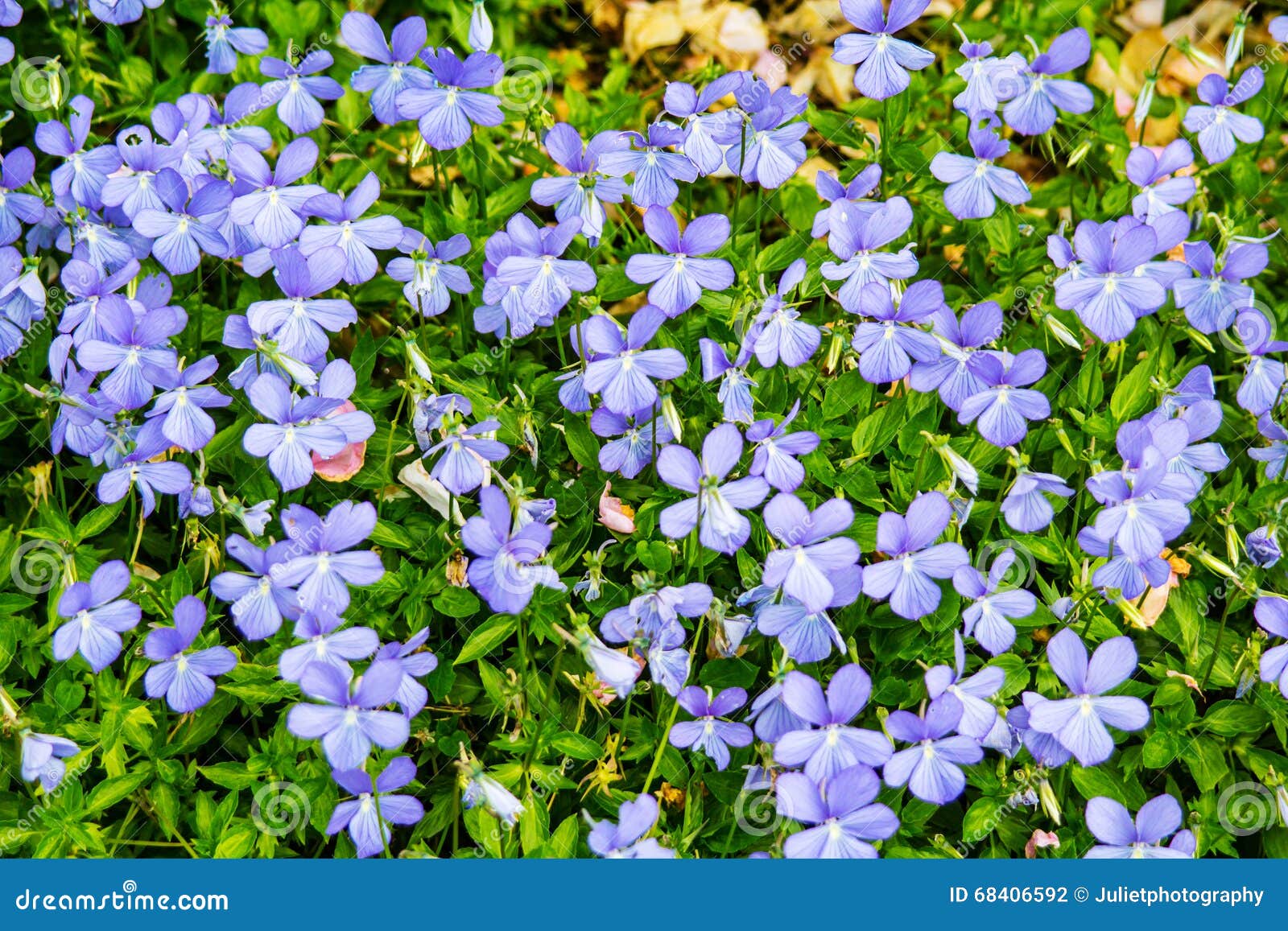 Beautiful Flowers, Violets in the Garden Stock Photo - Image of rustic ...