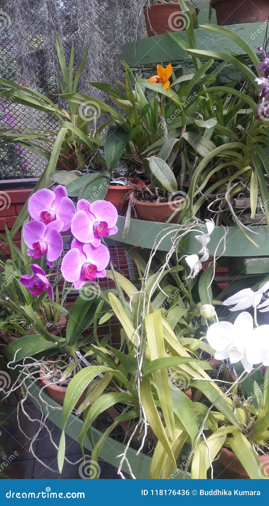 UDAWEDIYA stock photo. Image of flowers, udawediya, flower - 118176436