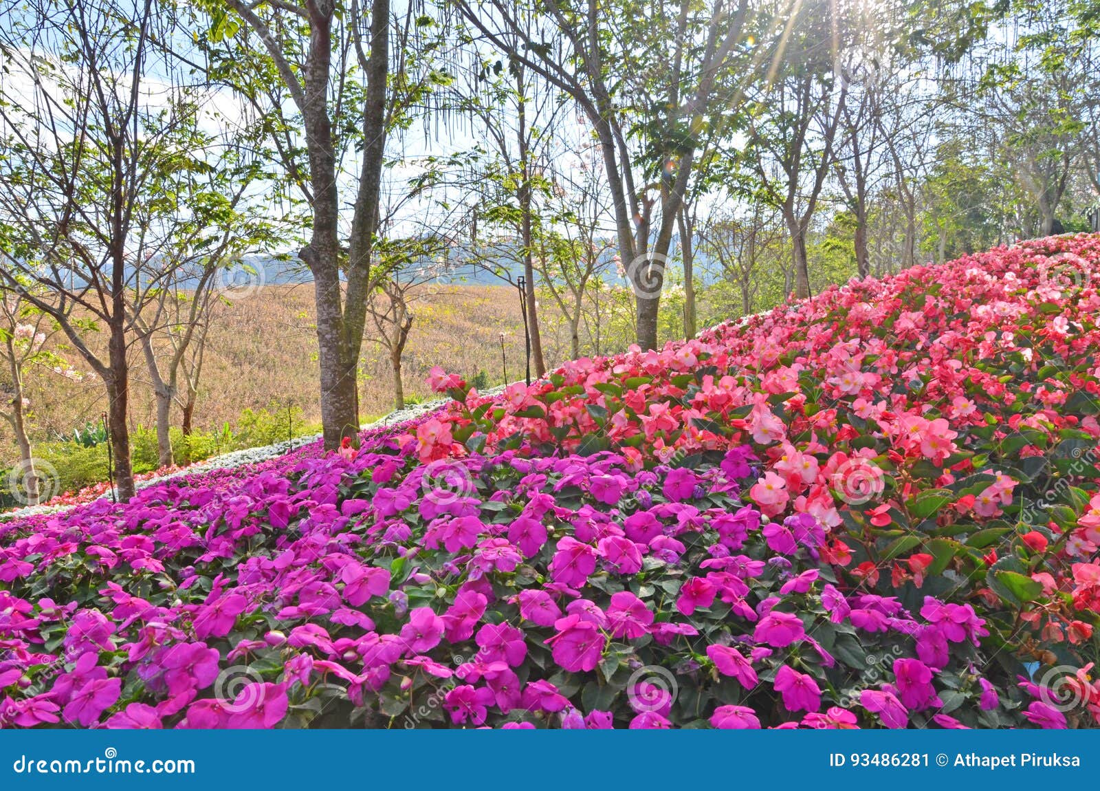 Beautiful Flowers on the Hill Stock Image - Image of floral, garden ...