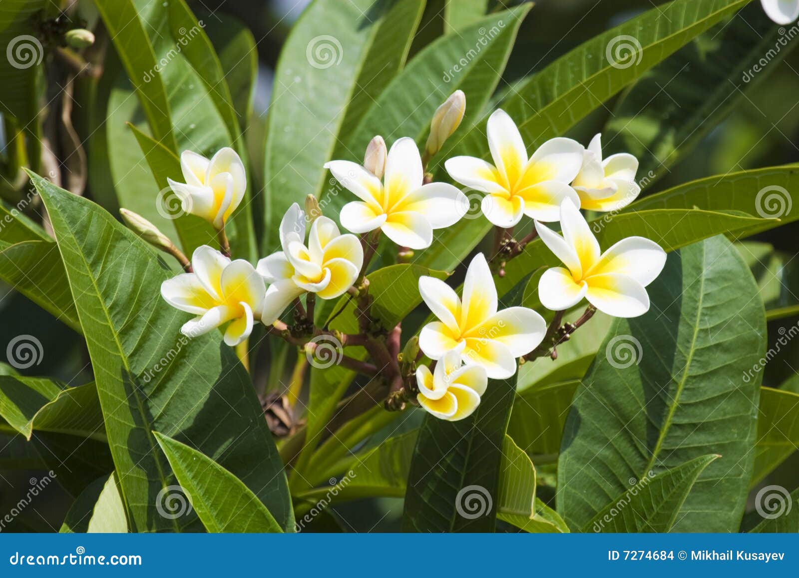 Beautiful Flowers of Israel. Stock Photo - Image of wildflower ...