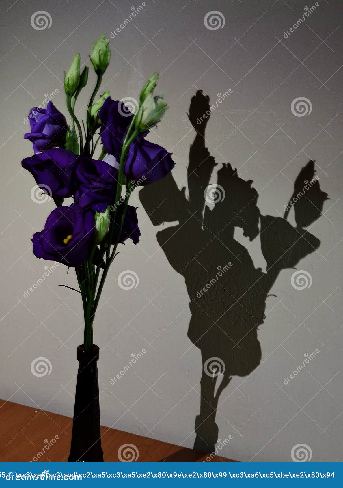 Beautiful flowers stock image. Image of flowers, shadow - 92795055