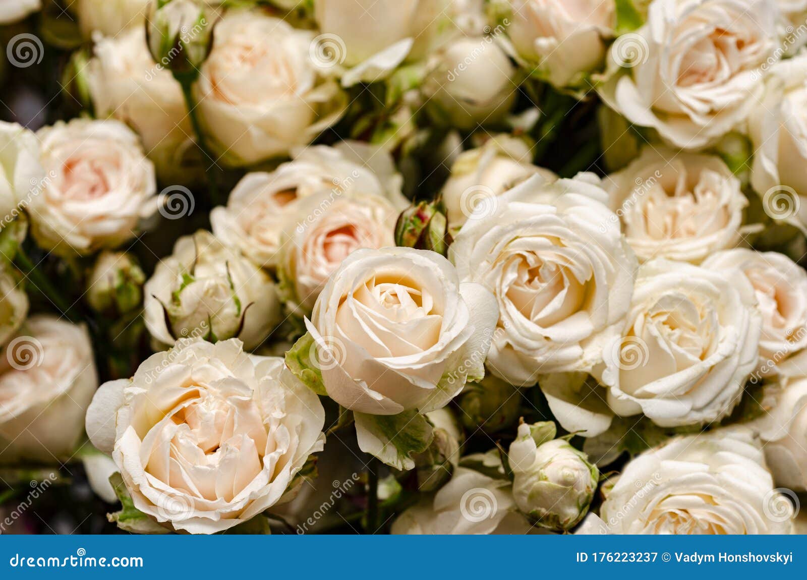 Beautiful Flowers Light Pink Roses Stock Image - Image of nature ...