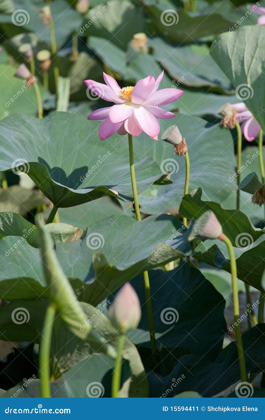 Beautiful Flowers of a Lotus Stock Image - Image of flora, komarovii ...