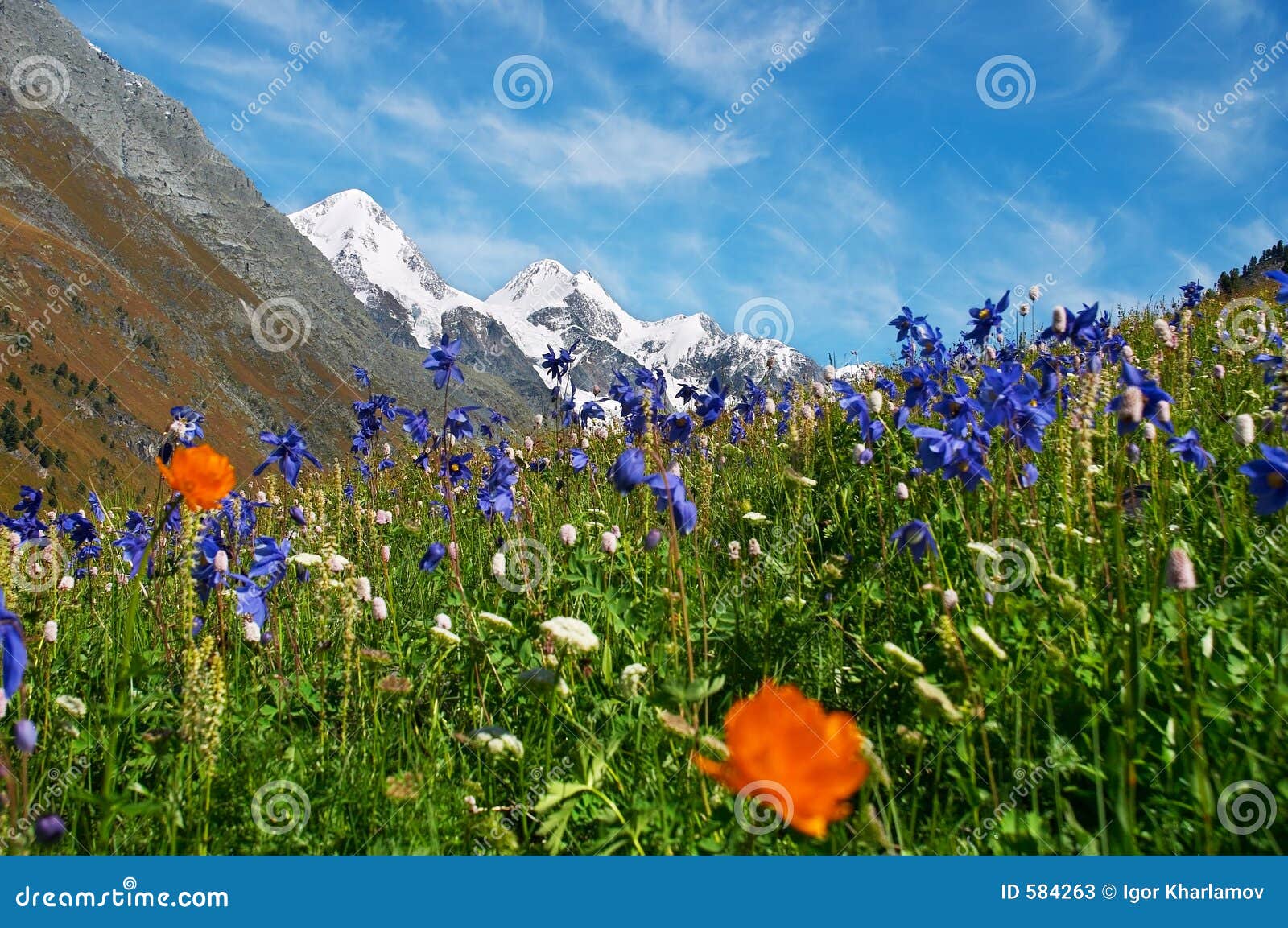 Beautiful Flowers and Mountains. Stock Image - Image of glacier, fall ...