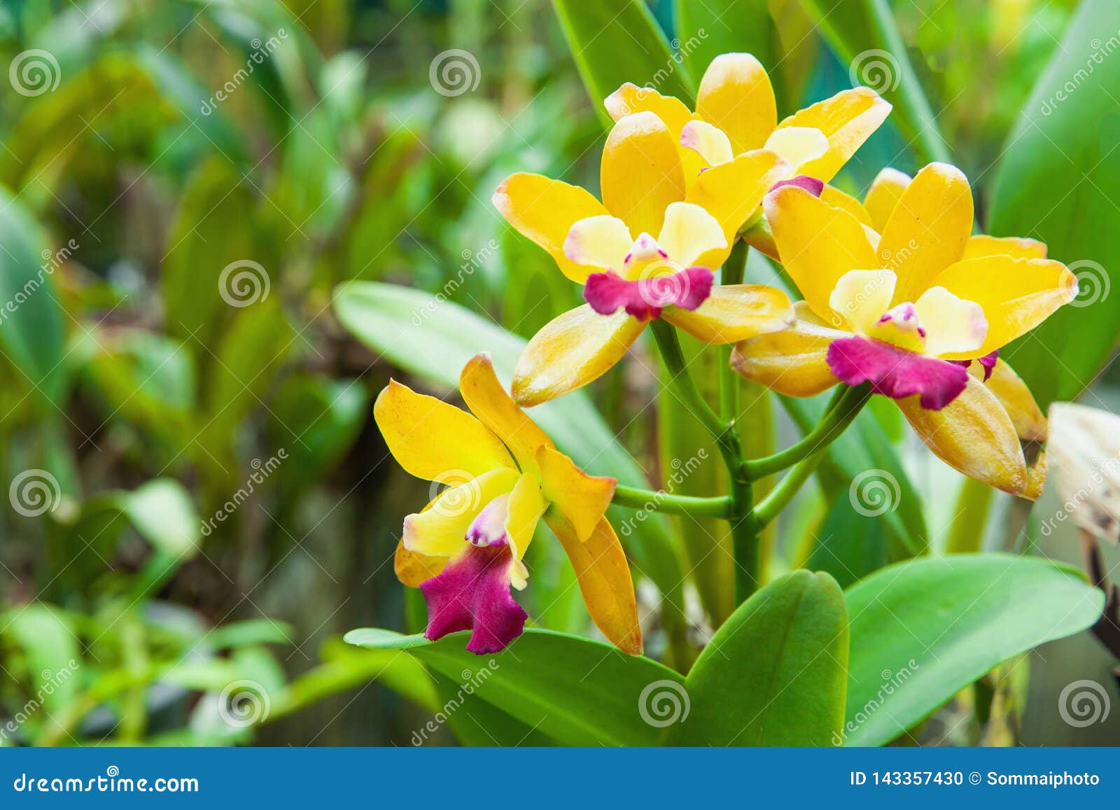 Beautiful Flowers in Natural Light Stock Photo - Image of inspiration ...