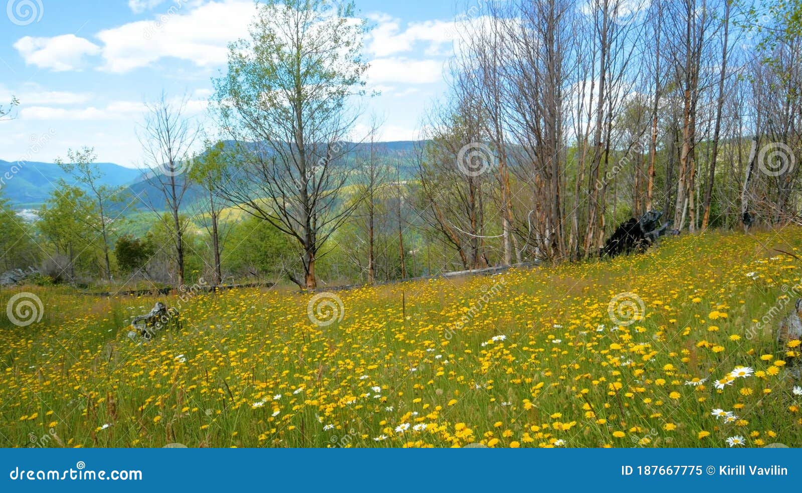 Beautiful Flowers we Observe. Stock Image - Image of natural, flowers ...