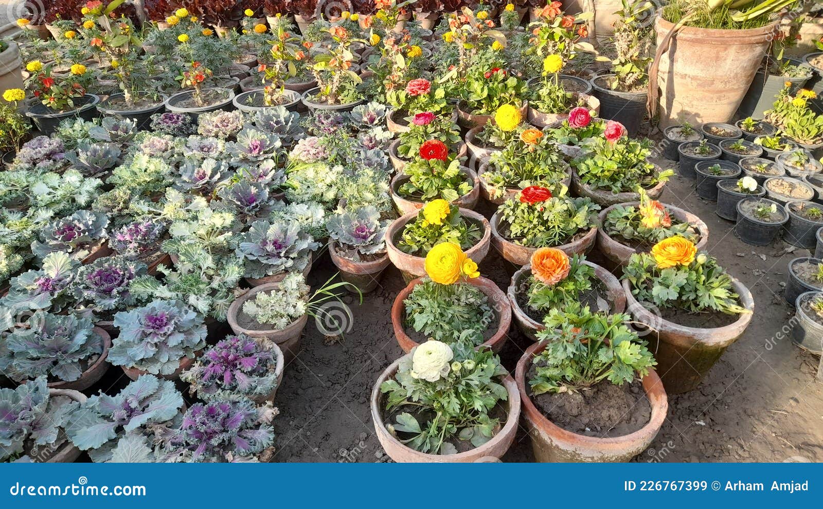 Beautiful Flowers in Pakistan 🇵🇰 Stock Image - Image of 🇵🇰, sale: 226767399