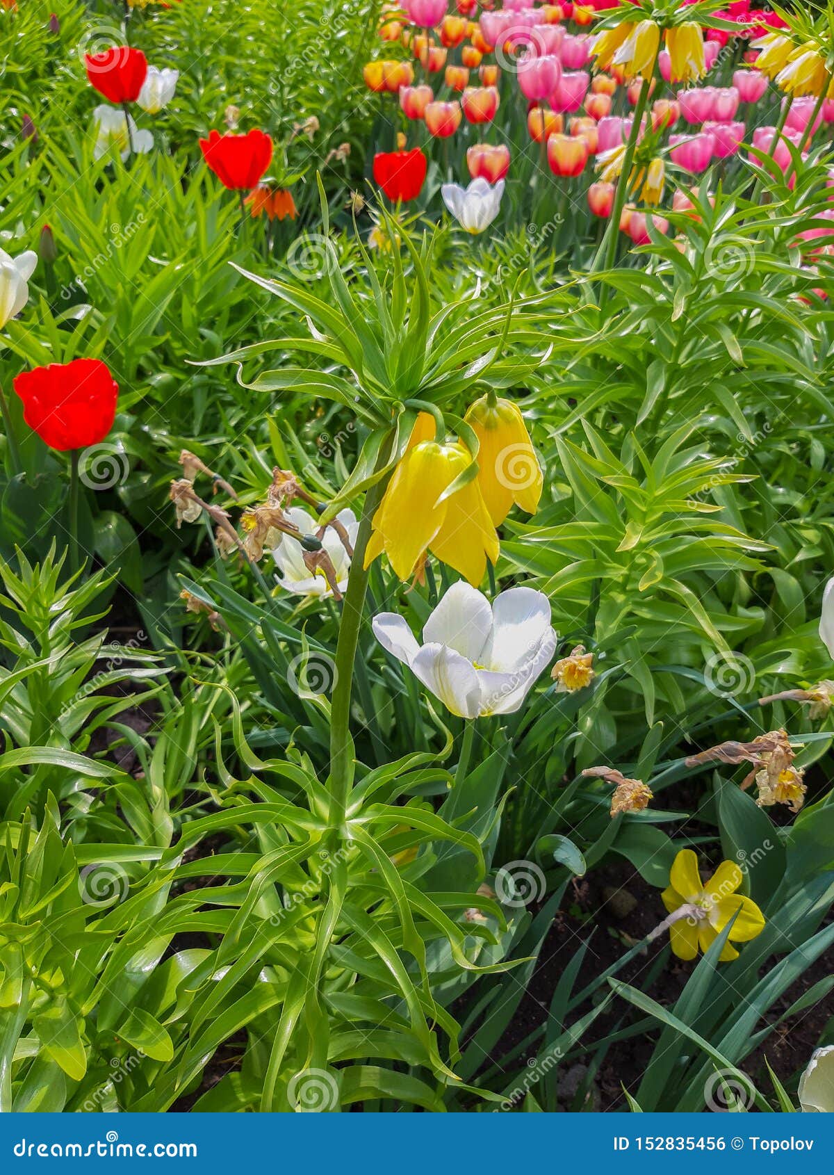 Beautiful Flowers in the Park Stock Photo - Image of picturesque, flora ...