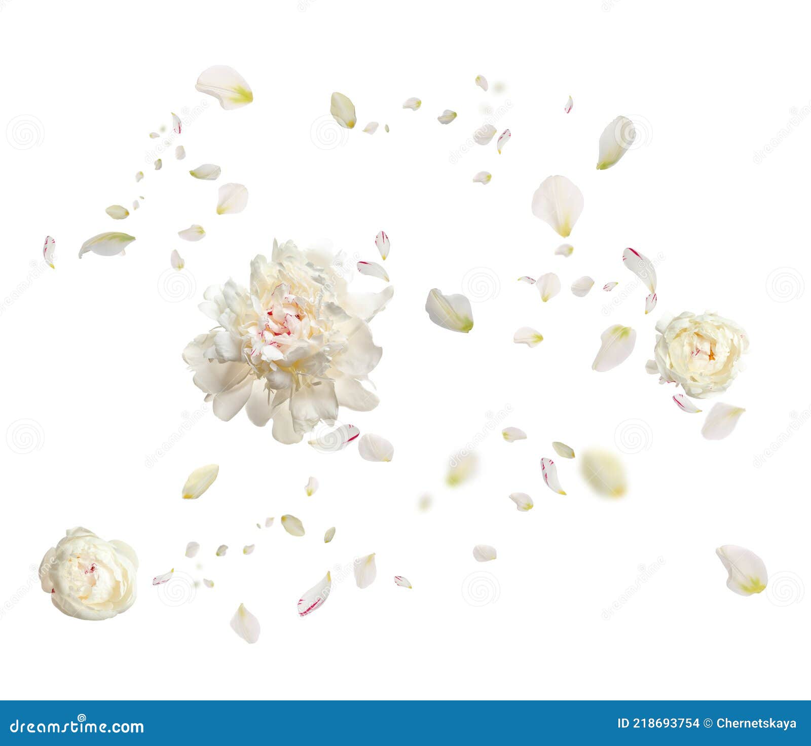 Beautiful Flowers and Petals Flying on White Background Stock Photo ...