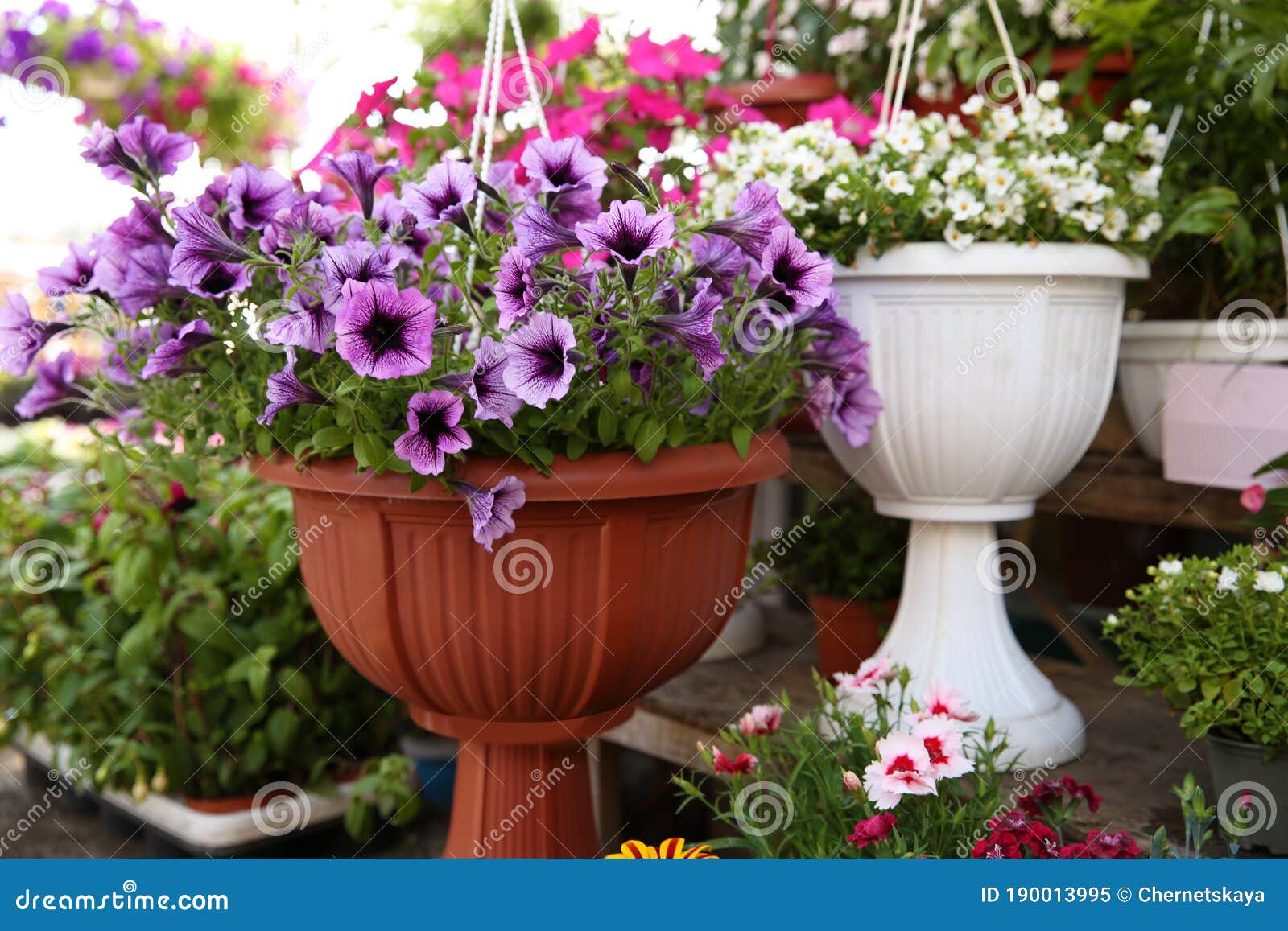 Beautiful Flowers in Plant Pots on Display Stock Image - Image of green ...
