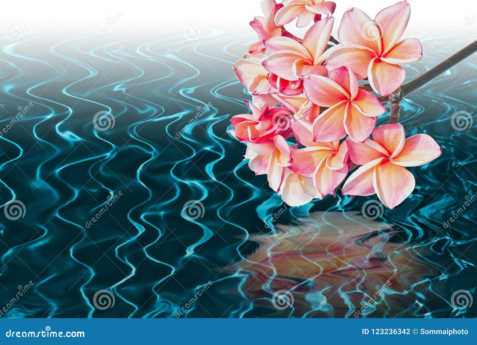 Beautiful Flowers on the Ripple Water Surface Pattern Stock Photo ...