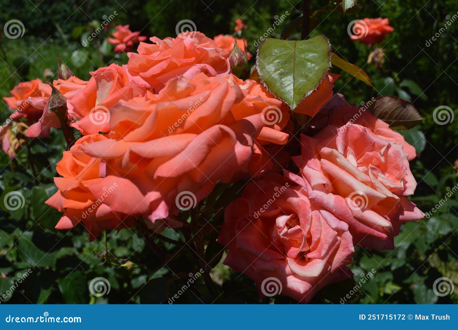 Beautiful Flowers Rose in the Garden Stock Photo - Image of home, rose ...