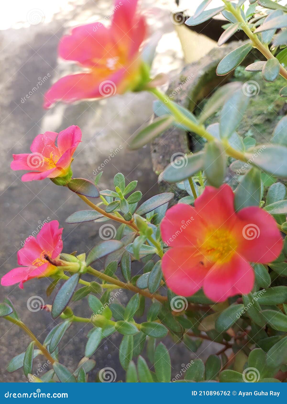 Beautiful flowers shoot stock photo. Image of shoot - 210896762