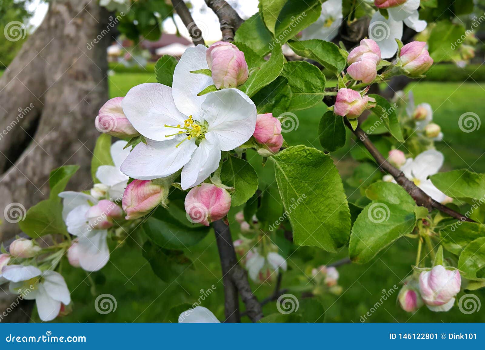 Beautiful Flowers of Spring Apple-tree Stock Image - Image of leaf ...