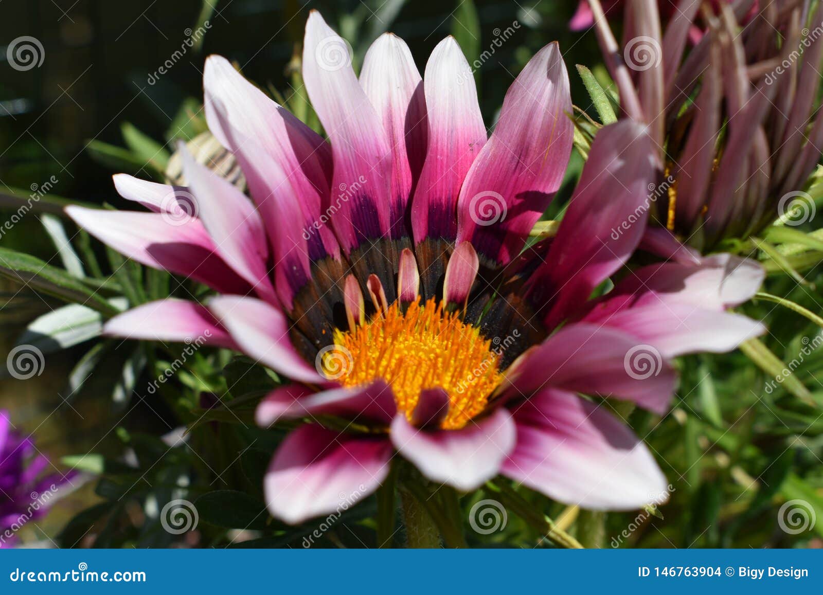 Beautiful Flowers. Spring and Summer Background Stock Photo - Image of ...