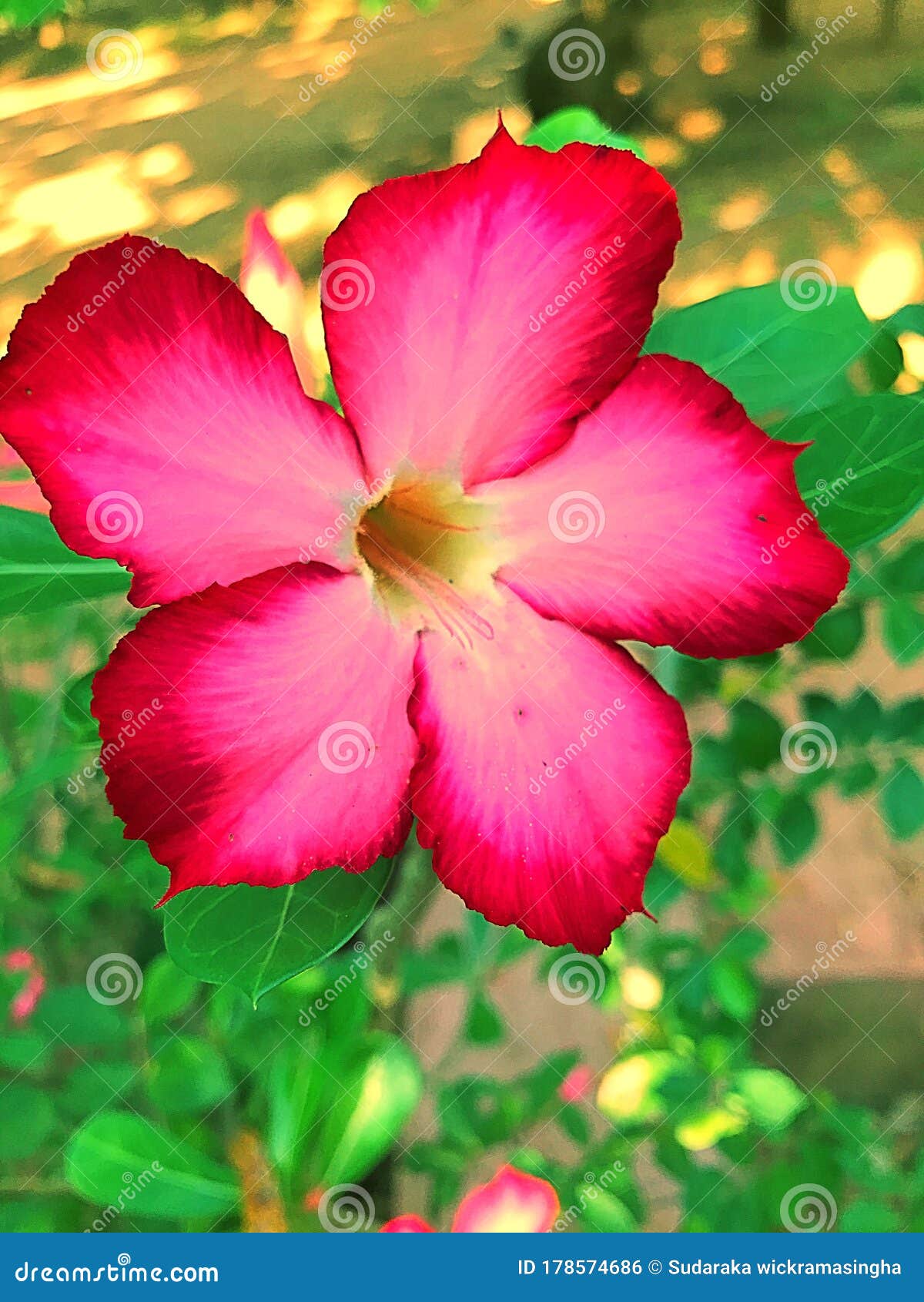 Japan araliya stock photo. Image of beautiful, flowers - 178574686