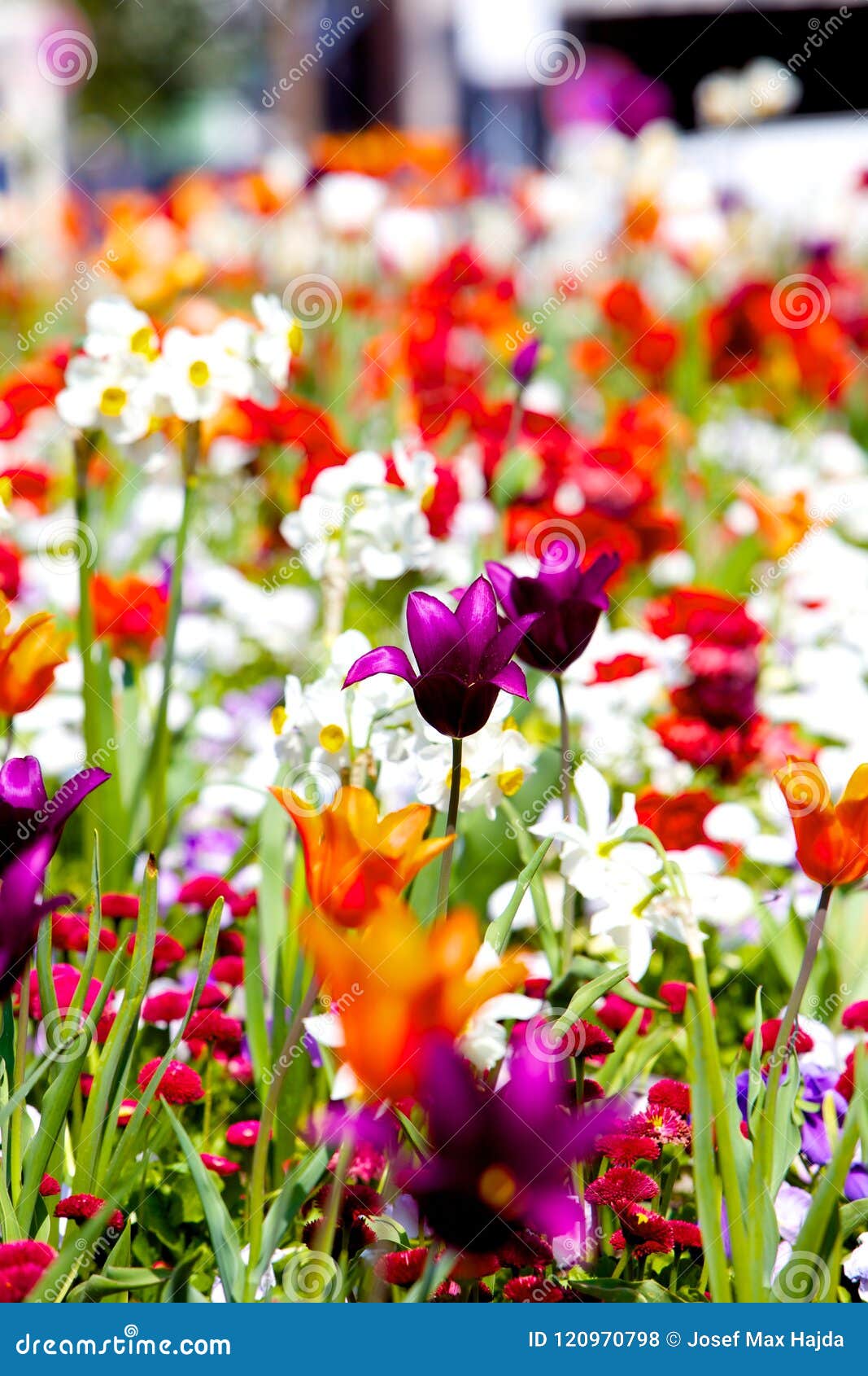 Collection of flowers stock photo. Image of bunch, garden - 120970798