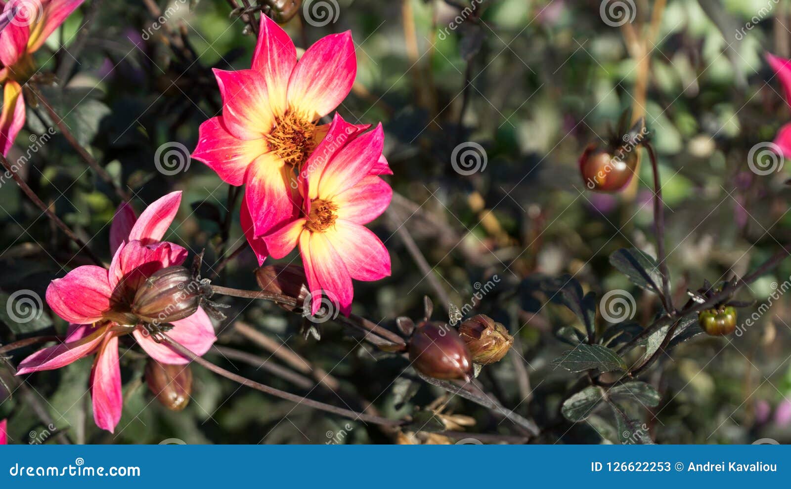 Beautiful Flowers in Sunny Weather Stock Image - Image of field ...