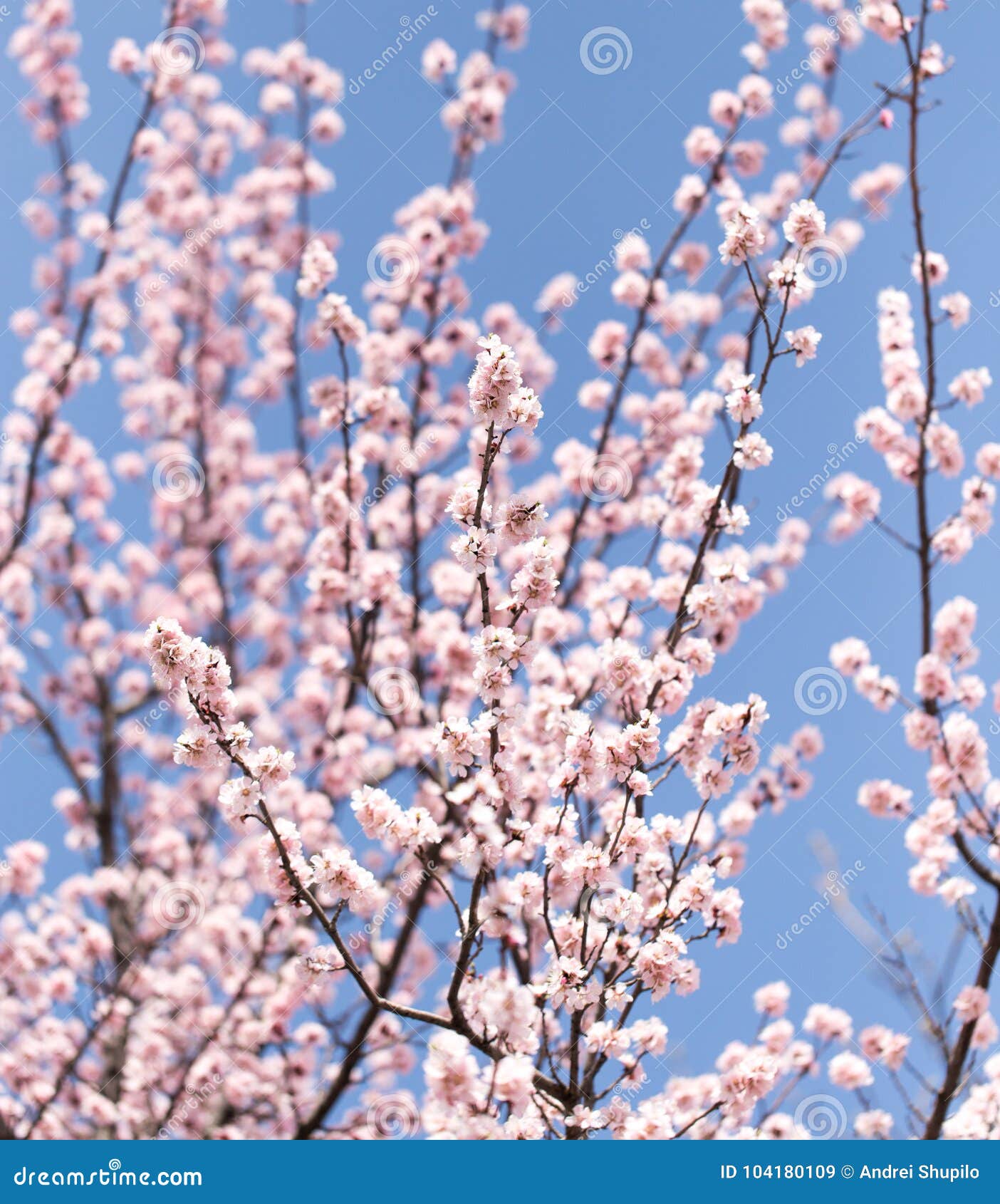 Beautiful Flowers on the Tree in Nature Stock Image - Image of ...
