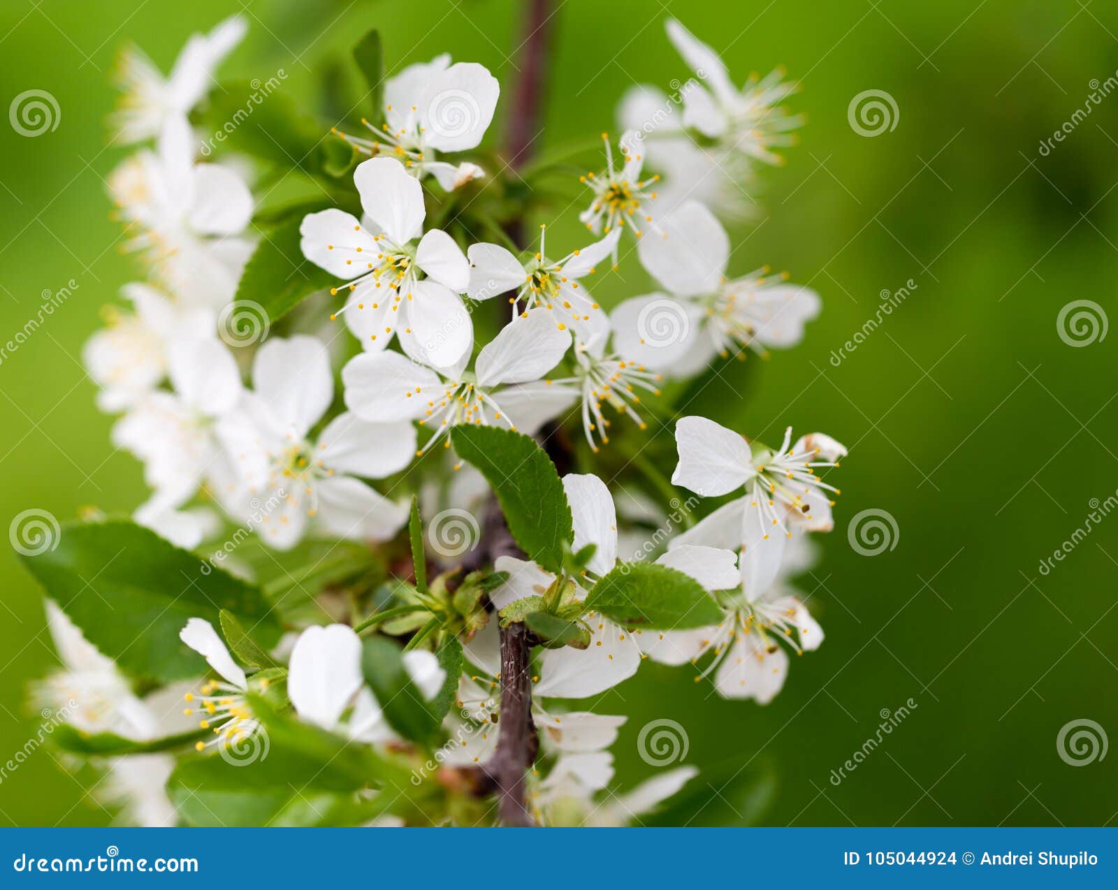 Beautiful Flowers on a Tree in the Nature Stock Photo - Image of botany ...