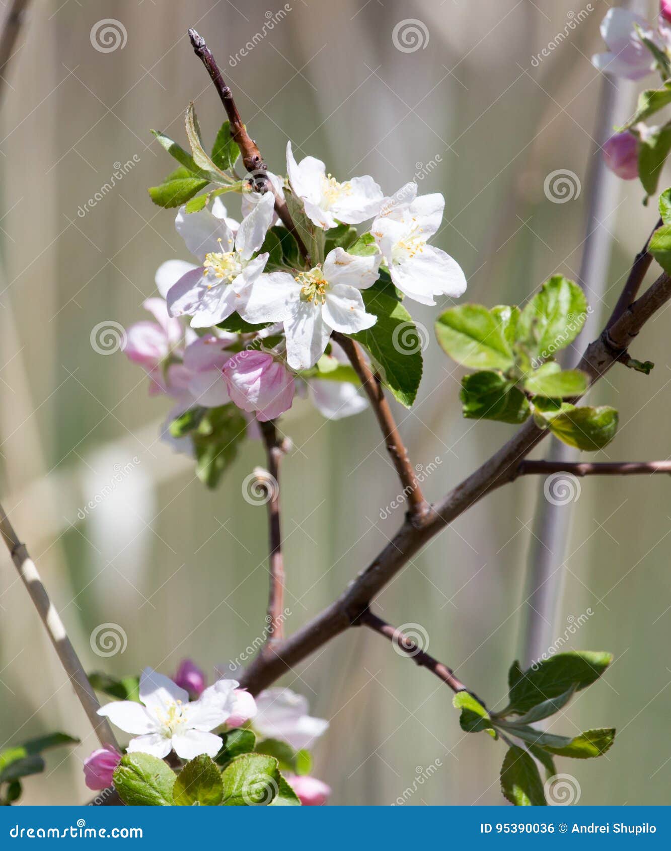 Beautiful Flowers on the Tree in Nature Stock Photo - Image of lush ...