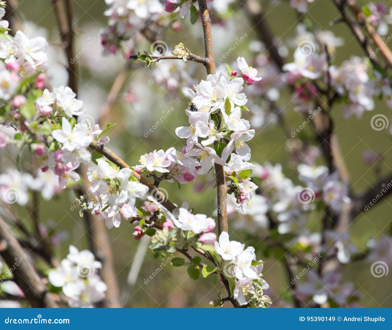 Beautiful Flowers on the Tree in Nature Stock Image - Image of cheerful ...