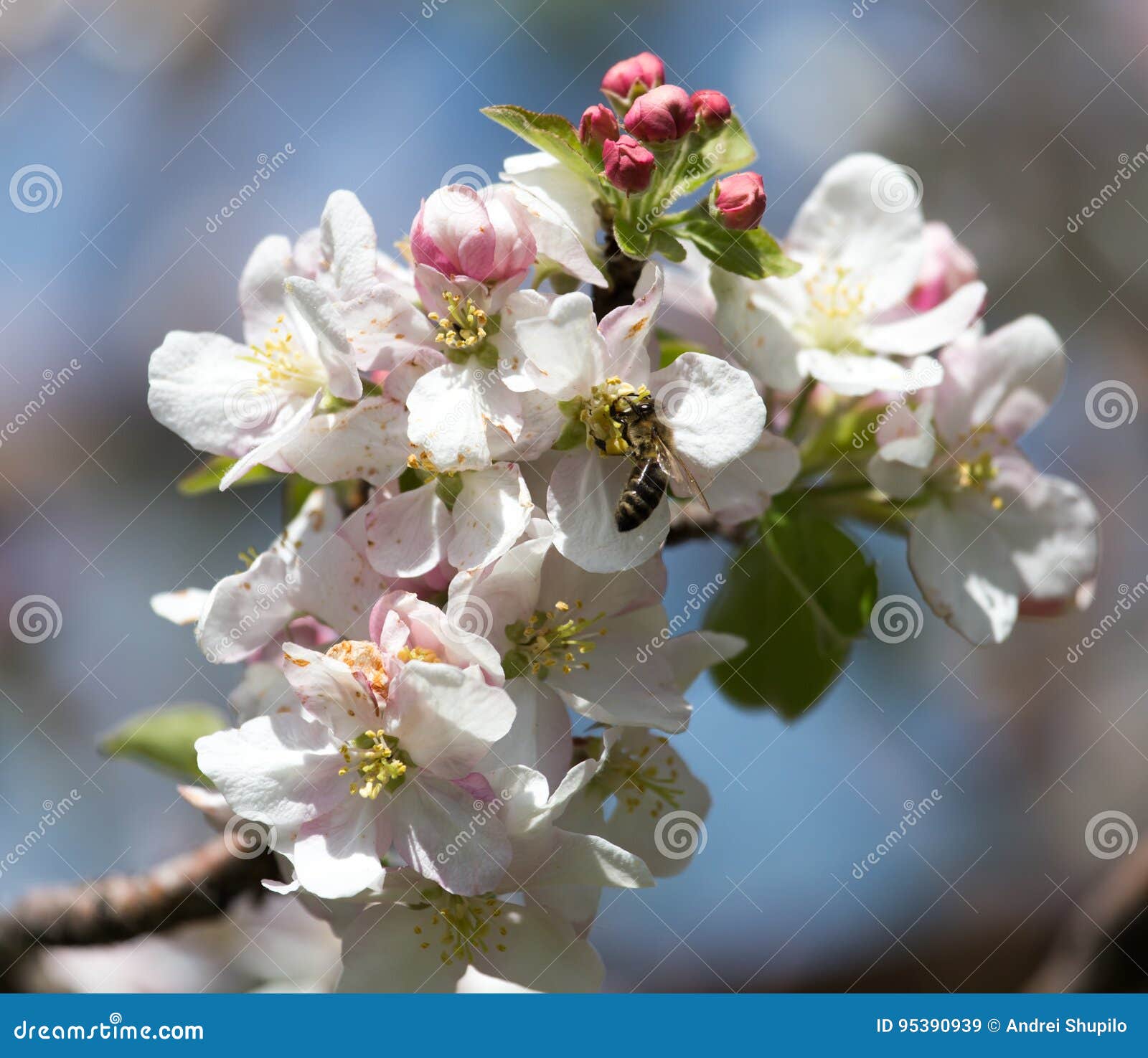Beautiful Flowers on the Tree in Nature Stock Image - Image of field ...