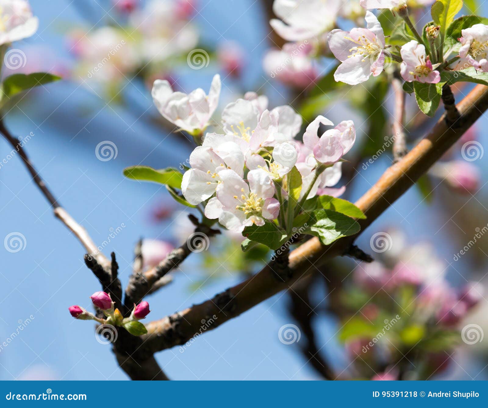 Beautiful Flowers on the Tree in Nature Stock Photo - Image of grow ...