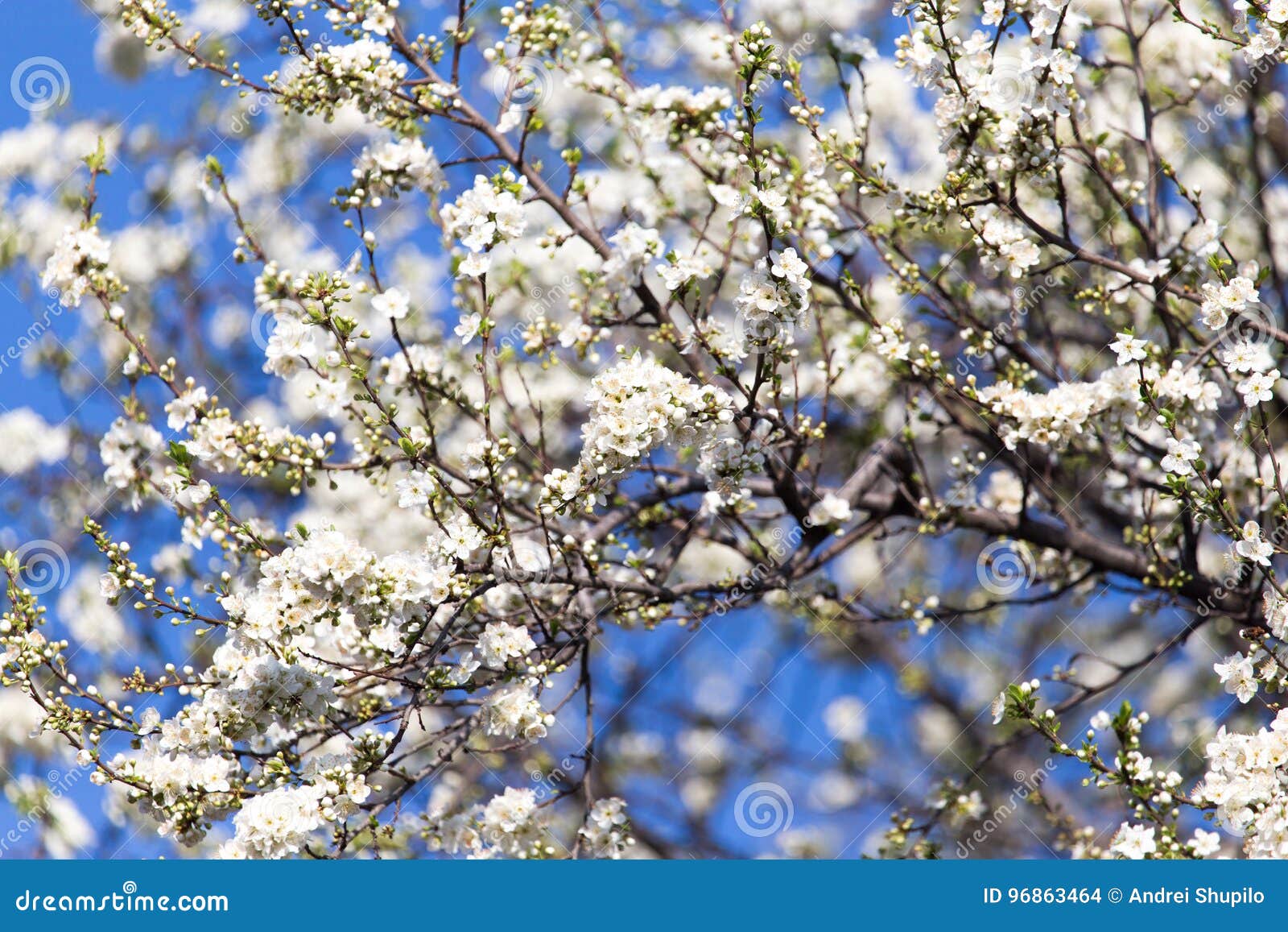 Beautiful Flowers on the Tree in Nature Stock Photo - Image of blooming ...