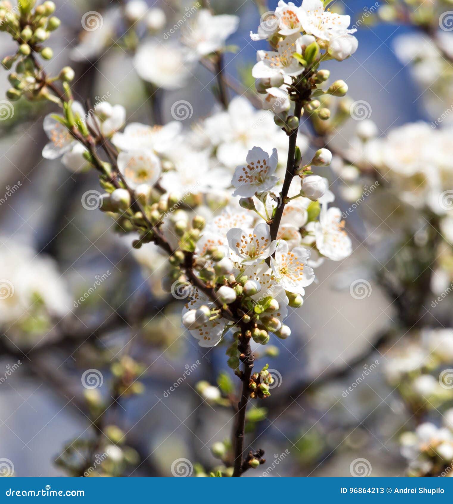Beautiful Flowers on the Tree in Nature Stock Image - Image of color ...