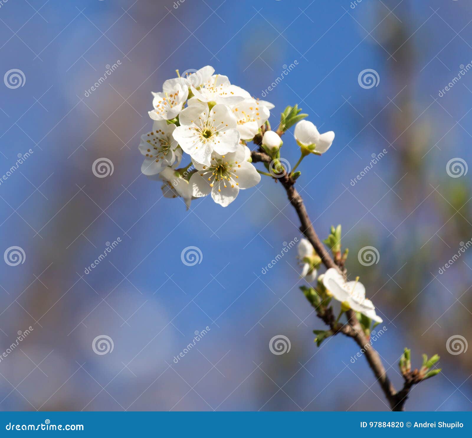 Beautiful Flowers on the Tree in Nature Stock Photo - Image of orchard ...