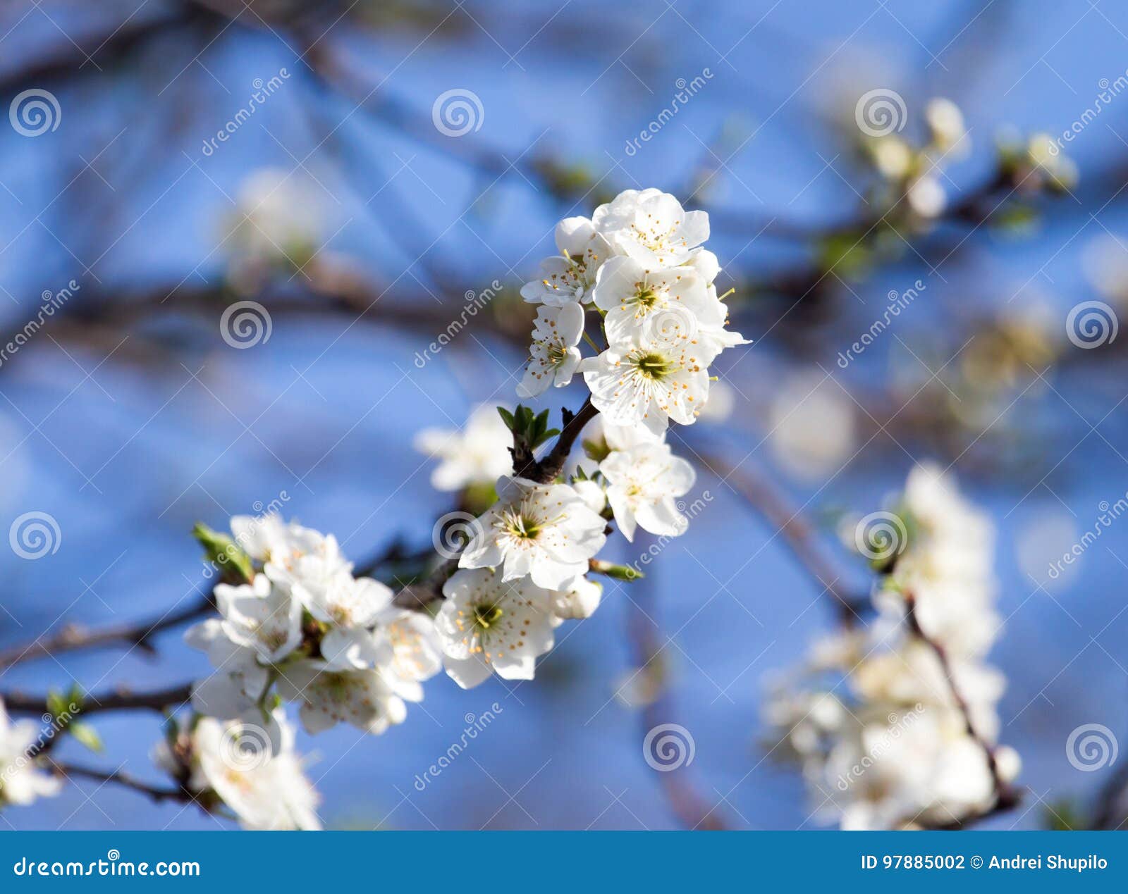 Beautiful Flowers on the Tree in Nature Stock Photo - Image of botany ...