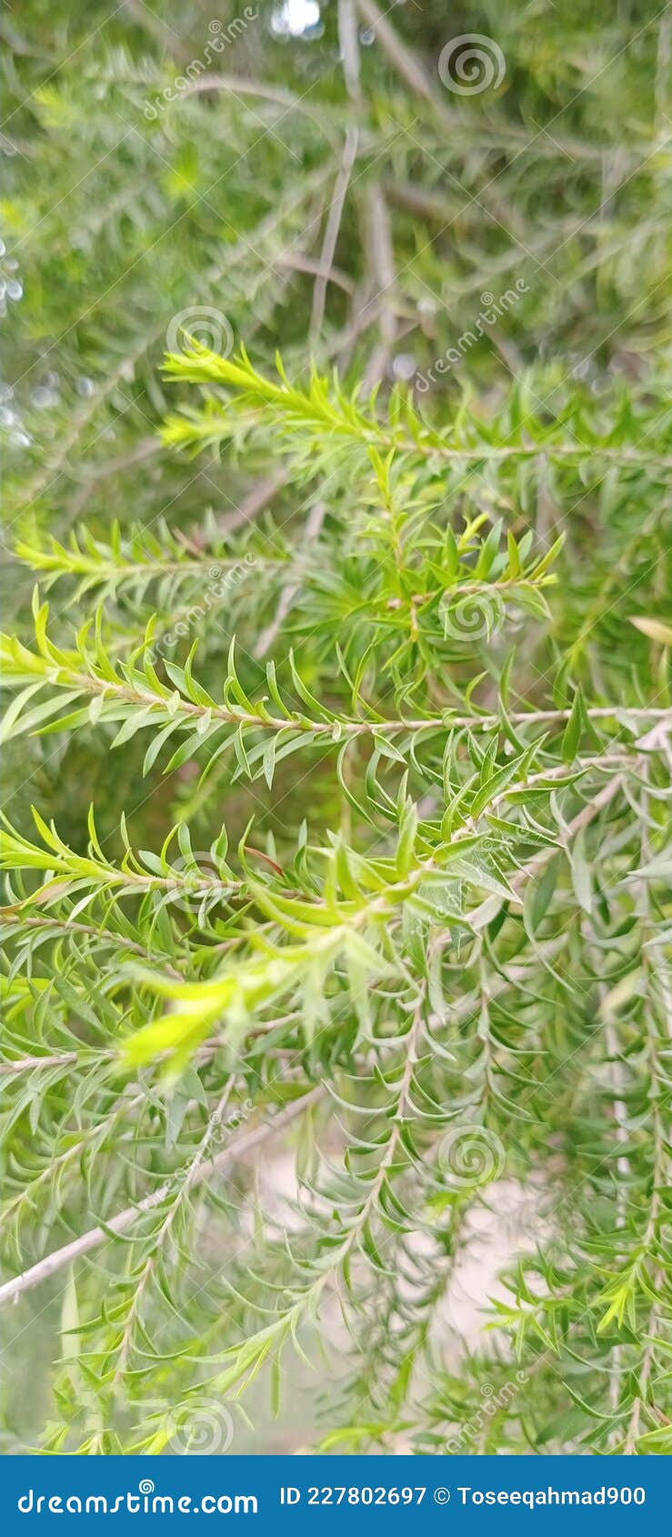 Pak Beautiful Tree stock image. Image of branch, larch - 227802697