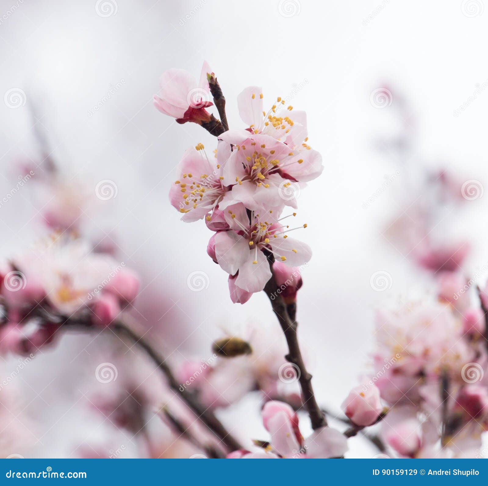 Beautiful Flowers on a Tree in Spring Stock Image - Image of fresh ...