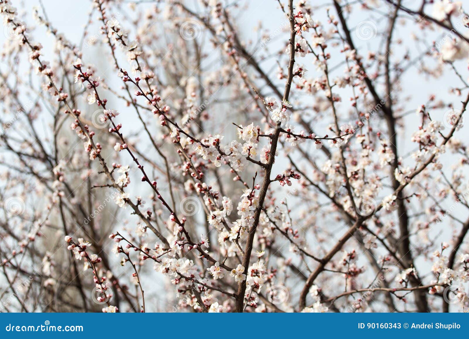 Beautiful Flowers on a Tree in Spring Stock Image - Image of outdoor ...