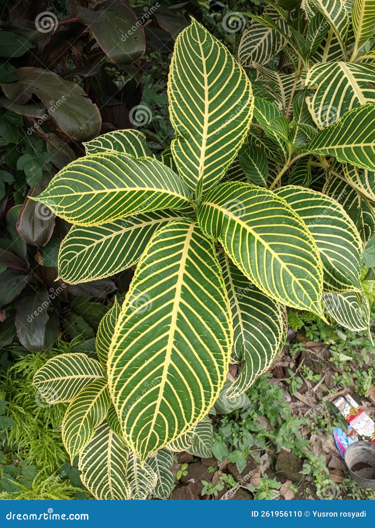 Beautiful Flowers with Unique Color Combinations Stock Photo - Image of ...